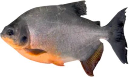 Pescaria – Pesqueiro Boiani